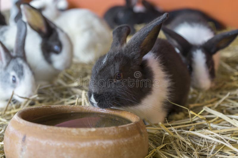 Conejo De Nueva Zelanda En Una Granja Imagen de archivo - Imagen de ...