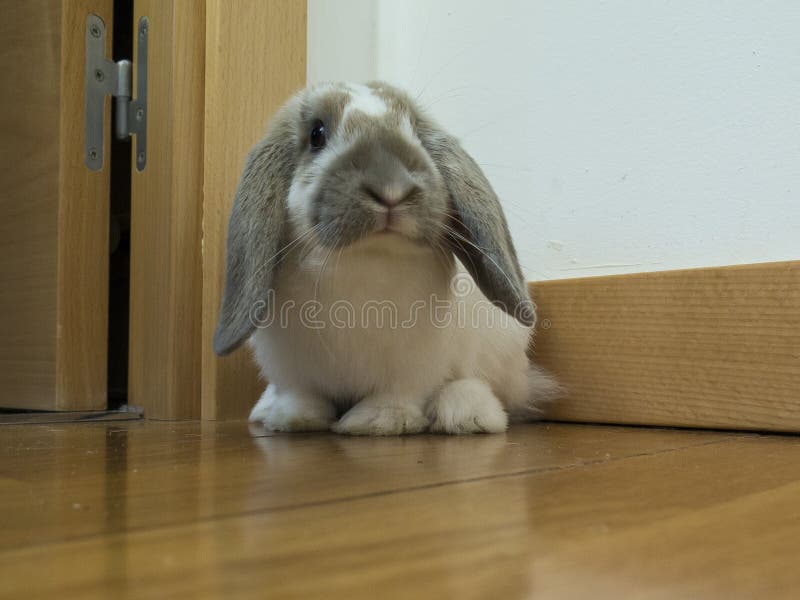 Mini Lop Belier De Orejas Largas Imagen de archivo - Imagen de adorable ...