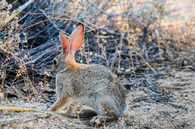 Conejo De Conejo De Rabo Blanco Del Desierto Foto de archivo - Imagen ...