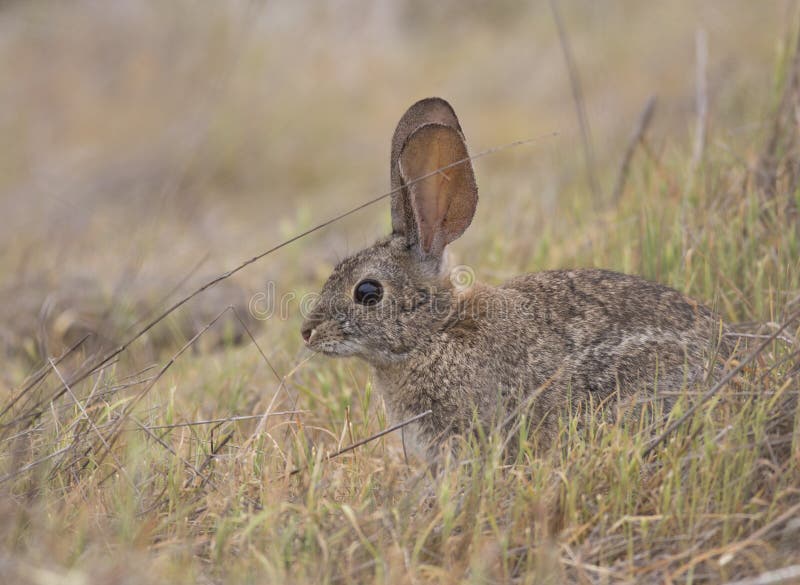 Conejo De Conejo De Rabo Blanco Del Desierto Foto de archivo - Imagen ...