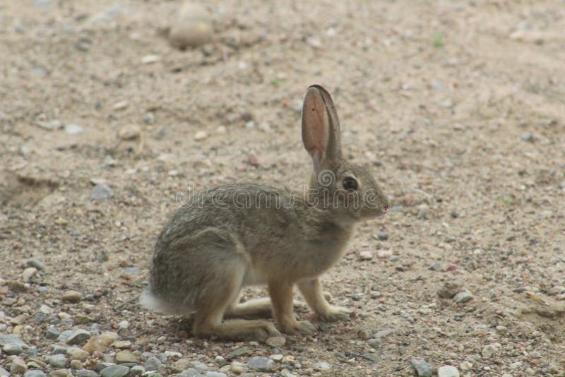 Conejo De Conejo De Rabo Blanco Del Desierto En Joshua Tree National ...