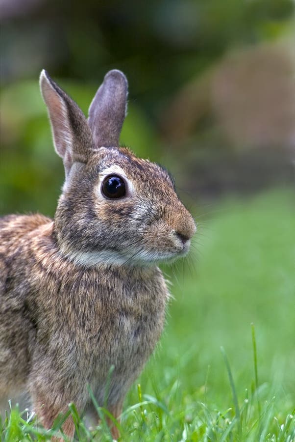 Conejo De Conejo De Rabo Blanco Del Este Y X28; Sylvilagus Floridanus Y ...