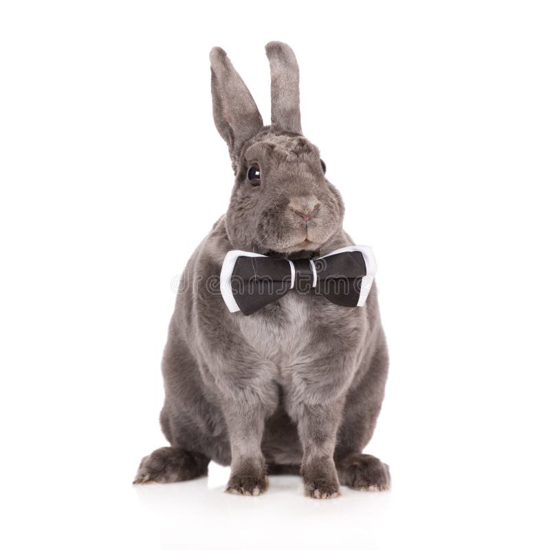 Conejo de Rex en blanco foto de archivo. Imagen de peludo - 69051044