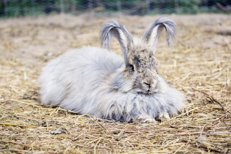 CONEJO DEL ANGORA EN UNA PAJA Foto de archivo - Imagen de pista, angora ...
