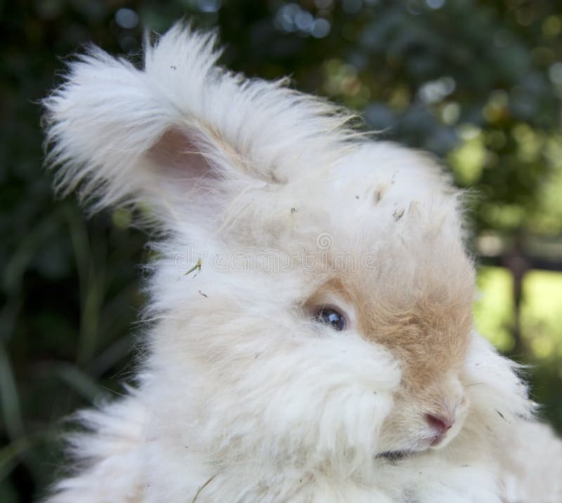 Conejo del angora--Pista imagen de archivo. Imagen de animal - 10514563
