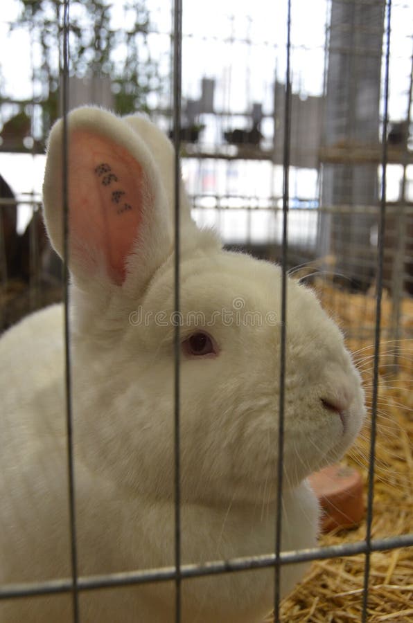 Conejo Blanco De Nueva Zelanda Aislado. Conejo Se Limpia Sobre Fondo ...
