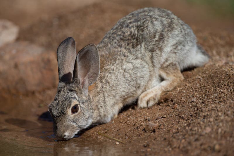 Conejo Del Desierto Que Bebe En La Charca Imagen de archivo - Imagen de ...