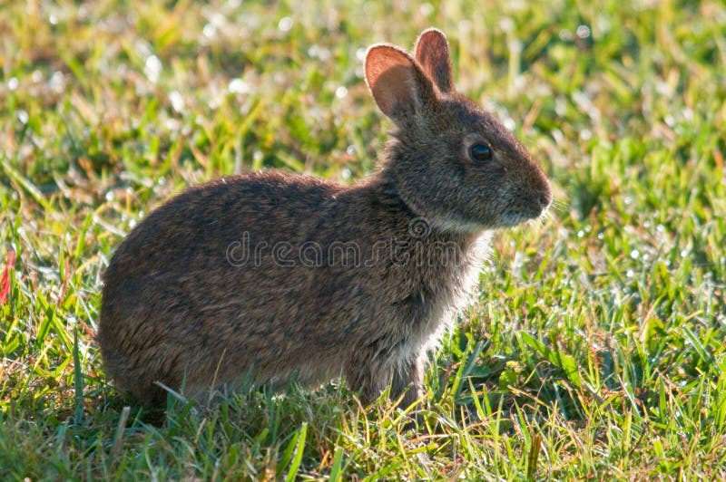 Conejo De Conejo De Rabo Blanco Del Este Y X28; Sylvilagus Floridanus Y ...