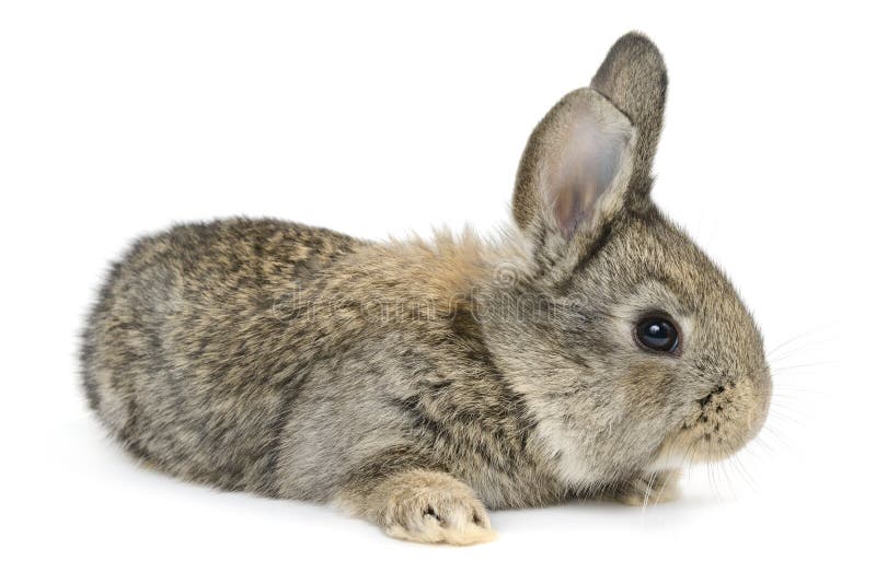 Conejo en el fondo blanco imagen de archivo. Imagen de foto - 39739729