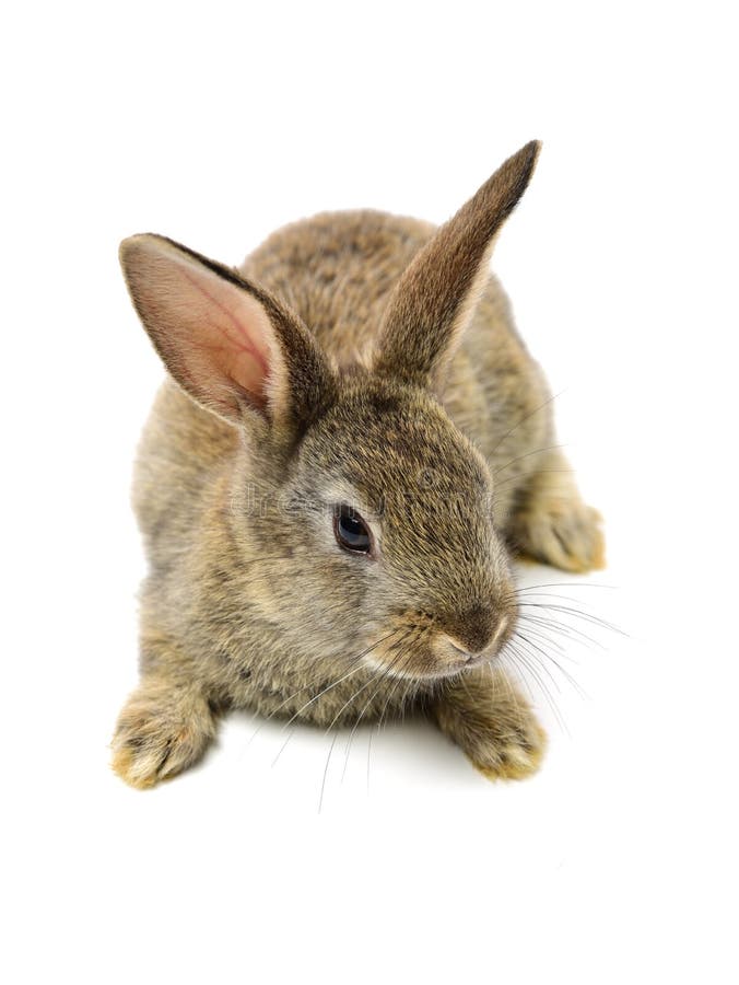 Conejo en el fondo blanco foto de archivo. Imagen de pata - 150713000