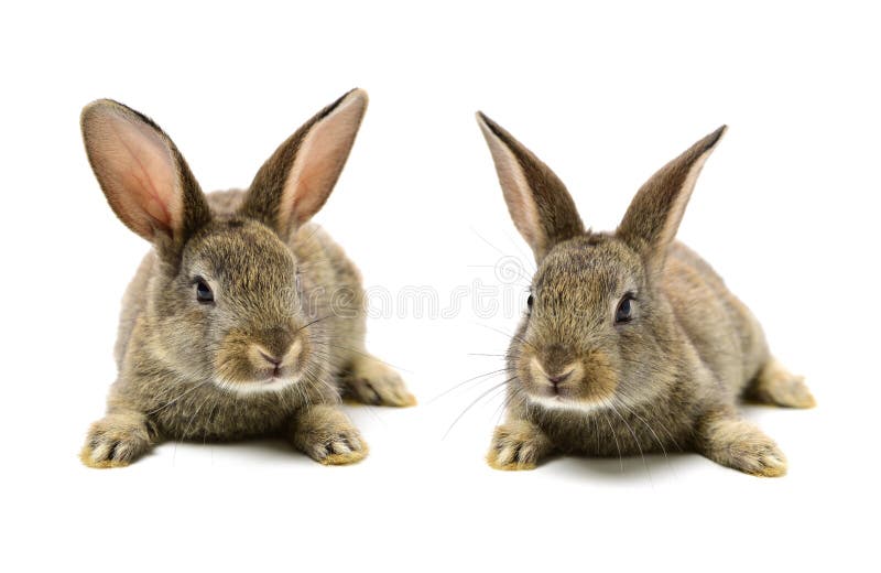 Conejo en el fondo blanco foto de archivo. Imagen de lanoso - 151155948