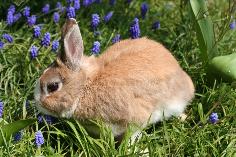 Conejos de la multitud imagen de archivo. Imagen de flor - 13044511