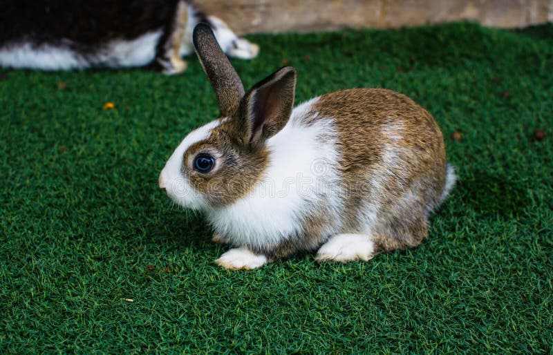 Conejo en granja foto de archivo. Imagen de mullido - 133667450