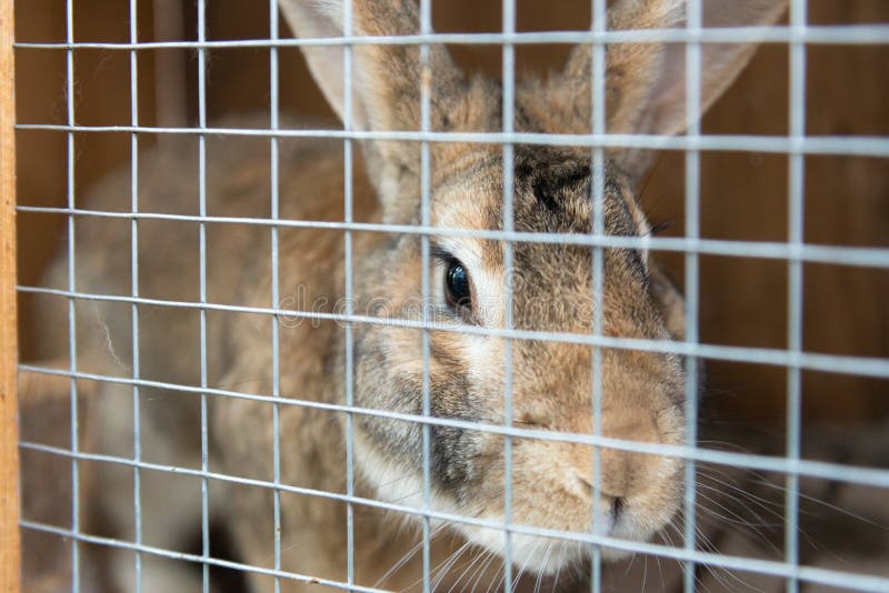 Conejo en jaula imagen de archivo. Imagen de liebres - 158696235