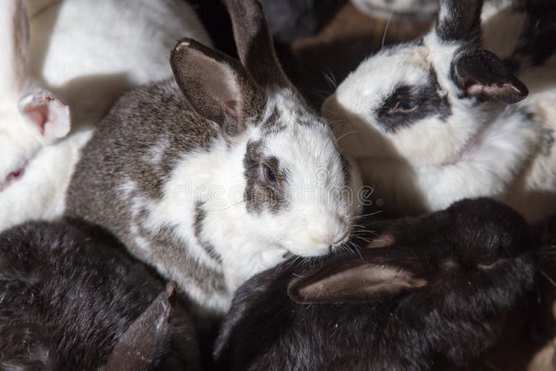 Conejo en la granja foto de archivo. Imagen de terciopelo - 109461252