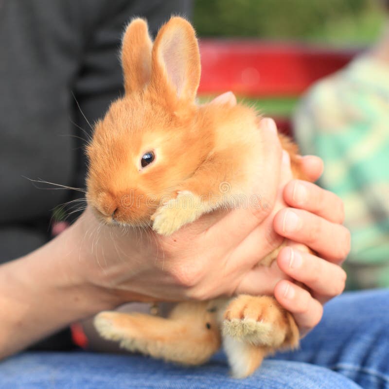 Conejo en manos foto de archivo. Imagen de sorpresa, colgante - 30763314