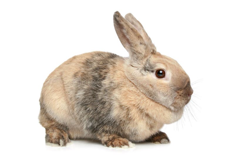 Conejo en un fondo blanco imagen de archivo. Imagen de pascua - 18672537