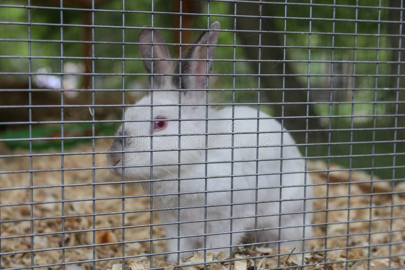 Conejo en una jaula imagen de archivo. Imagen de asustado - 88140219