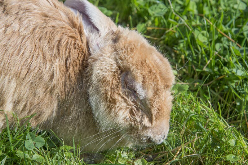 Conejo Enfermo Con La Mixomatosis Imagen de archivo - Imagen de enfermo ...