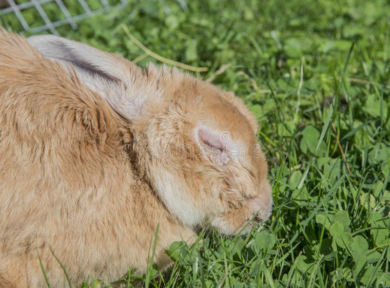 Conejo Enfermo Con La Mixomatosis Foto de archivo - Imagen de animal ...