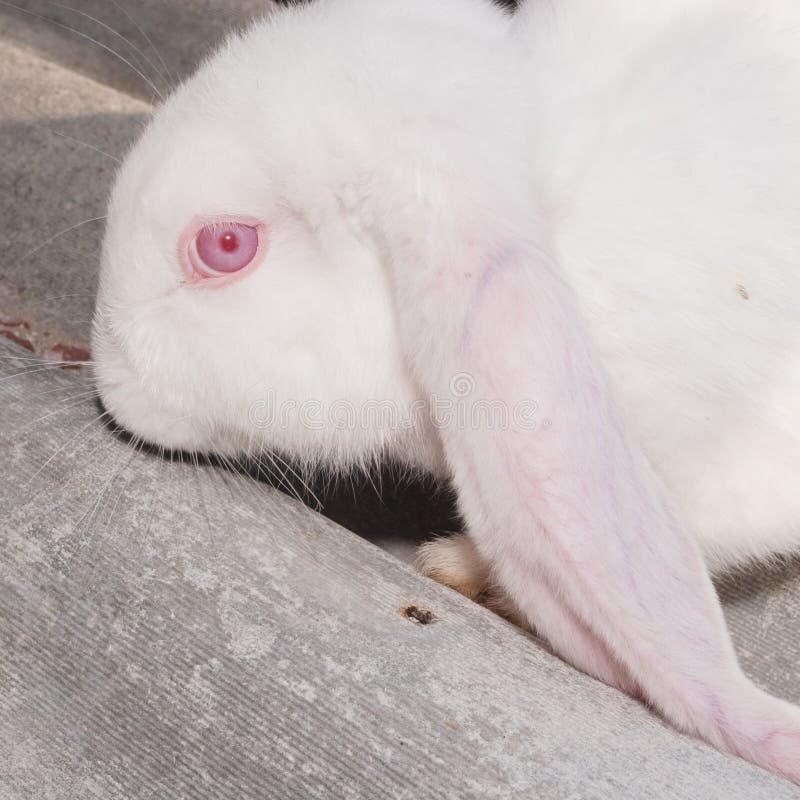 imágenes comunes del Conejo Del Albino - los derechos de la ...