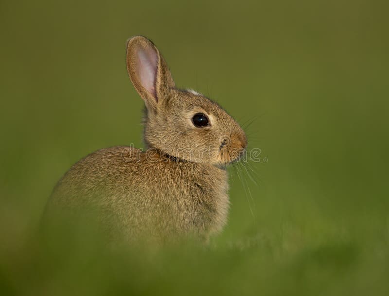 Conejo Europeo (cuniculus Del Oryctolagus) Imagen de archivo - Imagen ...