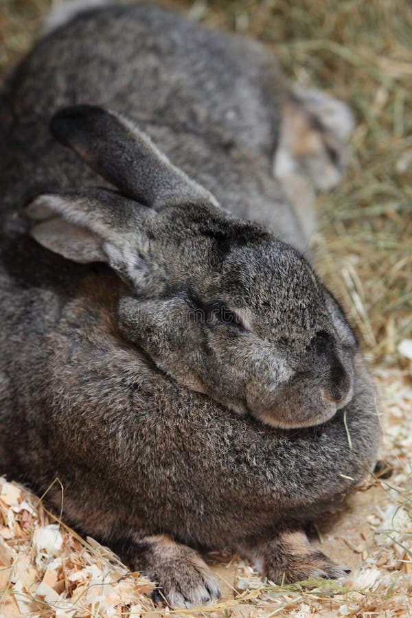 Conejo Gigante foto de archivo. Imagen de vida, conejo - 9546454