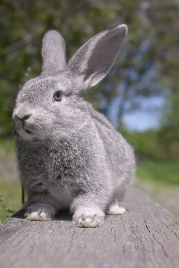 Conejo gris imagen de archivo. Imagen de fondo, doméstico - 40919747