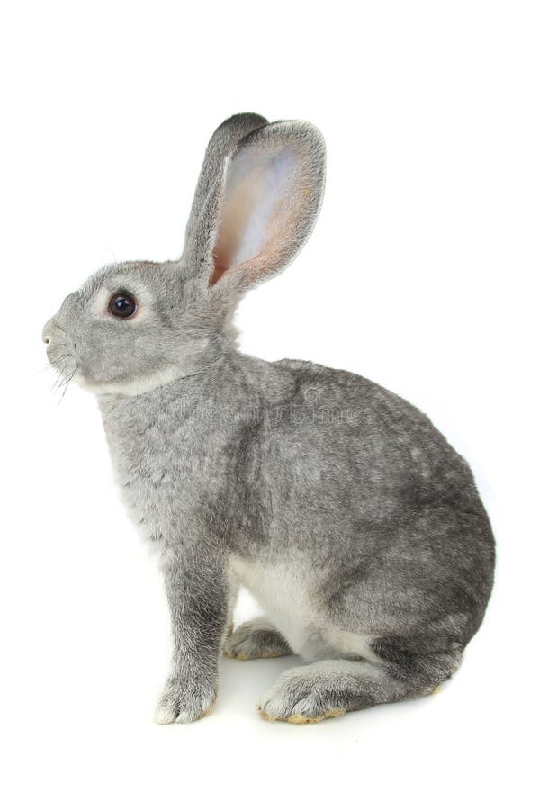 Conejo gris imagen de archivo. Imagen de doméstico, vertebrado - 23568421