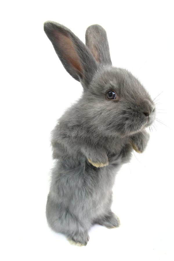 Conejo gris imagen de archivo. Imagen de doméstico, vertebrado - 23568421