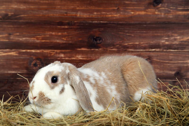Conejo hermoso imagen de archivo. Imagen de liebres - 121158449