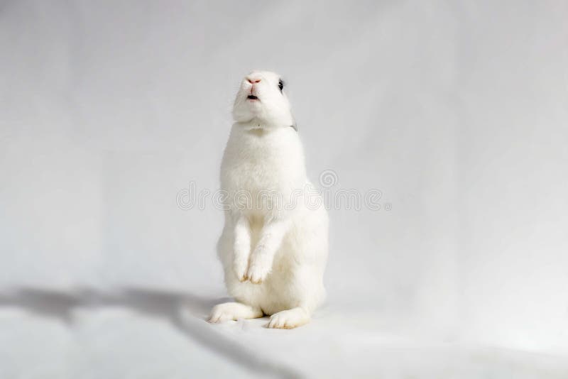 Conejo Lindo Con Fondo Verde Imagen de archivo - Imagen de standing ...