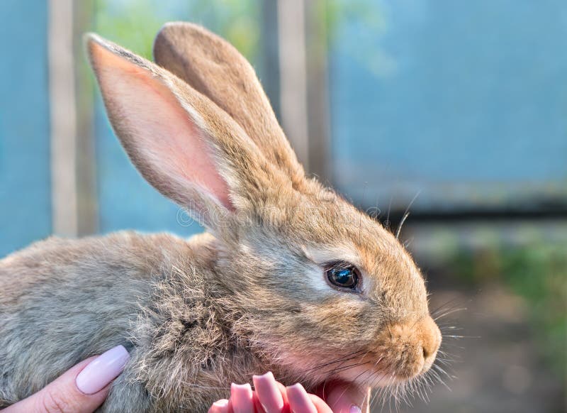 Conejo a mano imagen de archivo. Imagen de curioso, amor - 108114903