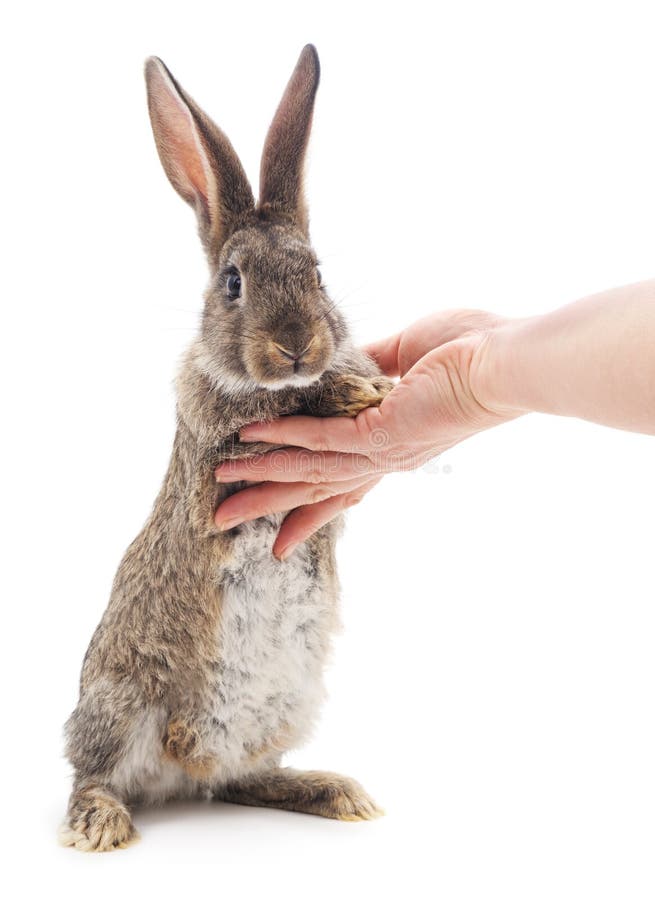 Conejo a mano foto de archivo. Imagen de joven, conejo - 64041616