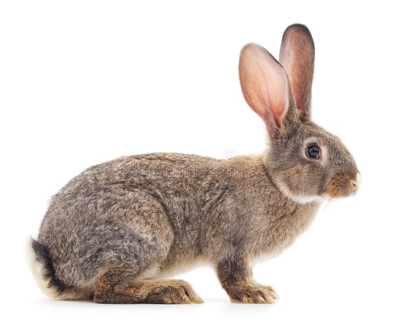 Un conejo rojo imagen de archivo. Imagen de doméstico - 75953159