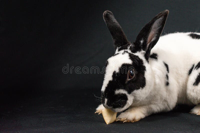 Conejo Mini Rex Aislado En Fondo Negro Imagen de archivo - Imagen de ...
