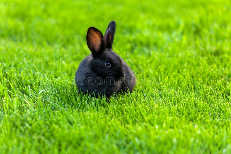 1,634 Conejo Asustado Fotos - Libres de Derechos y Gratuitas de Dreamstime