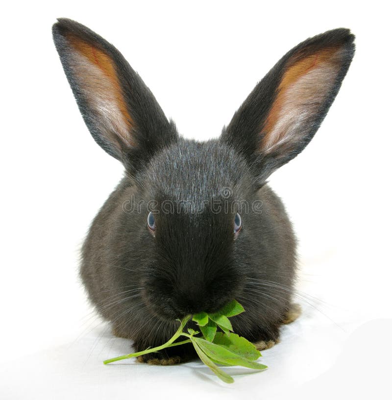 Conejo Negro Y Conejo Del Blanco Imagen de archivo - Imagen de ansioso ...
