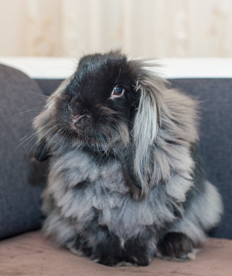 Conejo negro del angora imagen de archivo. Imagen de animales - 49655217