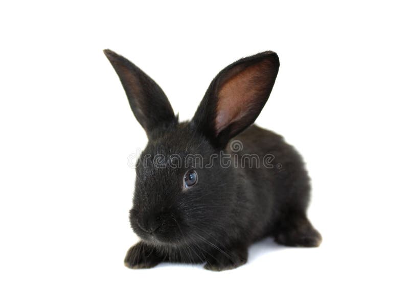 Conejo Negro Y Conejo Del Blanco Imagen de archivo - Imagen de ansioso ...