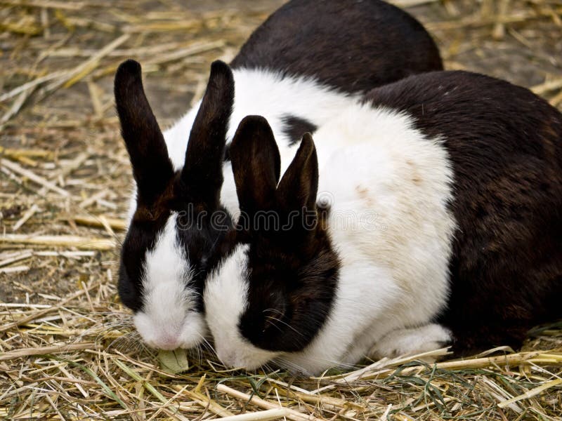 Conejo Negro Y Conejo Del Blanco Imagen de archivo - Imagen de ansioso ...