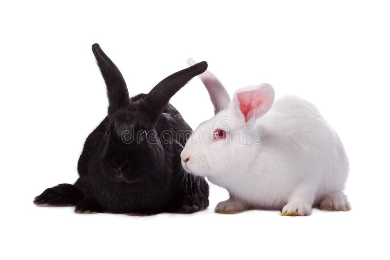 Conejo Negro Y Conejo Del Blanco Imagen de archivo - Imagen de ansioso ...