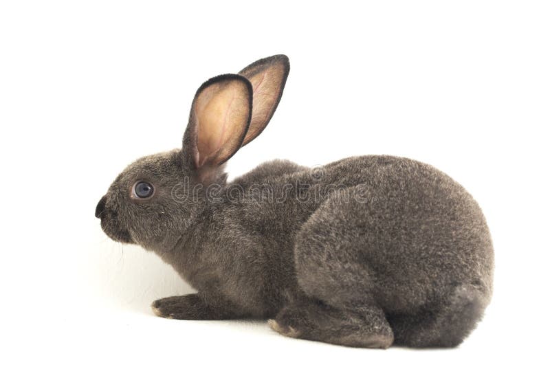 Conejo Rex Gris Aislado En Blanco Imagen de archivo - Imagen de ...