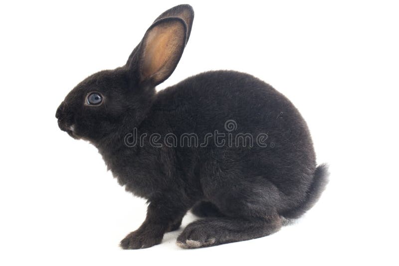 Conejo Rex Negro Lindo Aislado En Blanco Foto de archivo - Imagen de ...