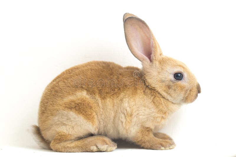 Conejo Rex Rojo Lindo Aislado En Blanco Imagen de archivo - Imagen de ...