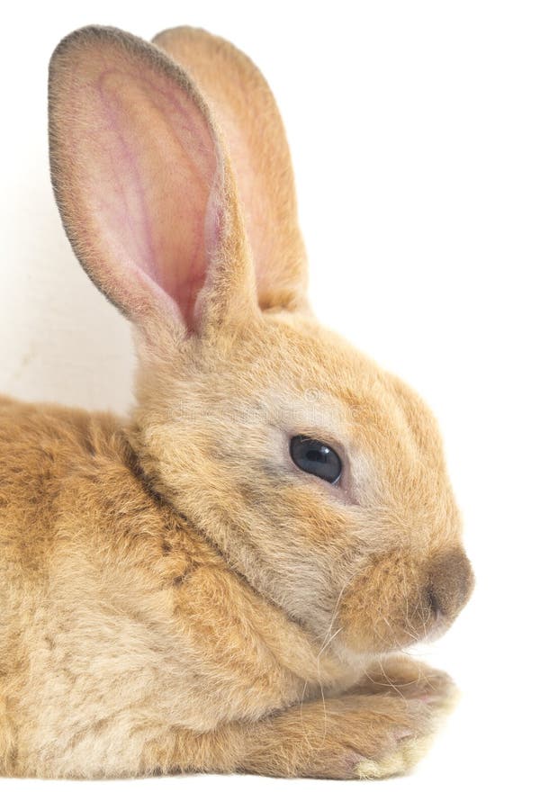 Conejo Rex Rojo Lindo Aislado En Blanco Foto de archivo - Imagen de ...