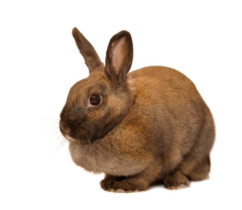 Conejo rojo foto de archivo. Imagen de estudio, conejo - 13219270
