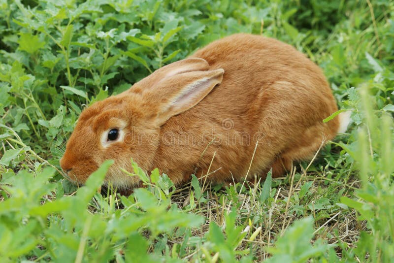 Conejo rojo imagen de archivo. Imagen de roedor, activo - 51754787