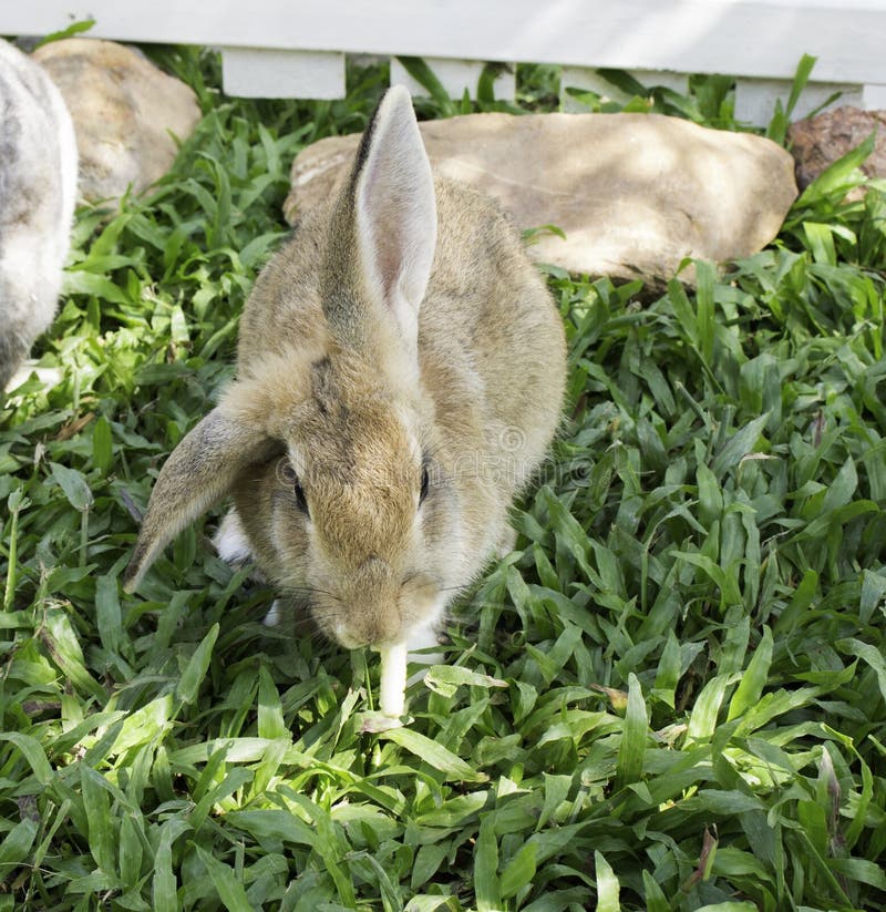 Conejo Rojo Que Come Sobre El Vidrio Verde Foto de archivo - Imagen de ...