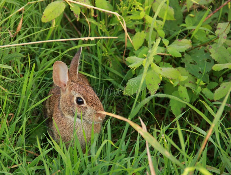 Conejo salvaje imagen de archivo. Imagen de conejo, fauna - 441813